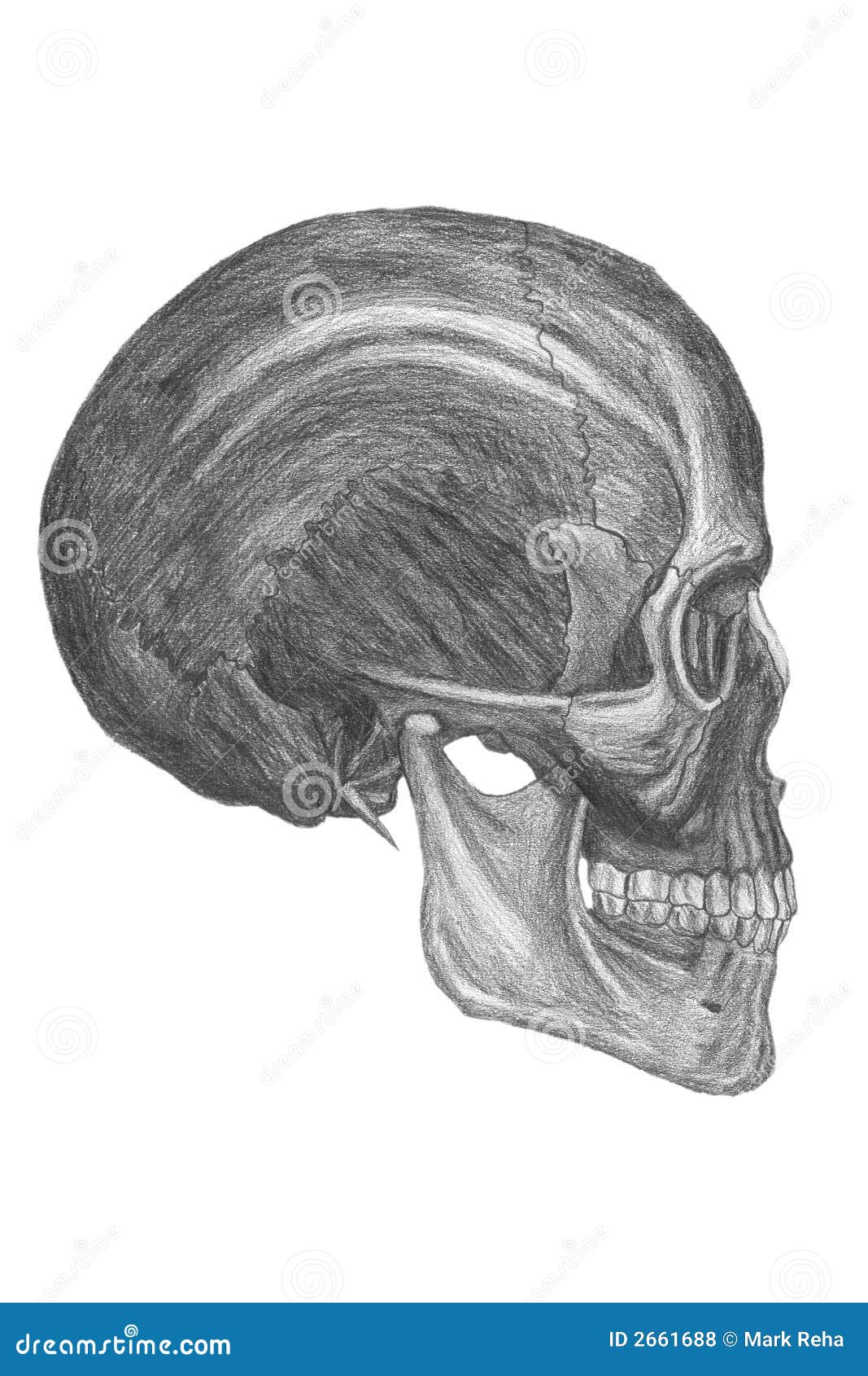 Anatomical Drawing Royalty-Free Stock Image | CartoonDealer.com #2661688