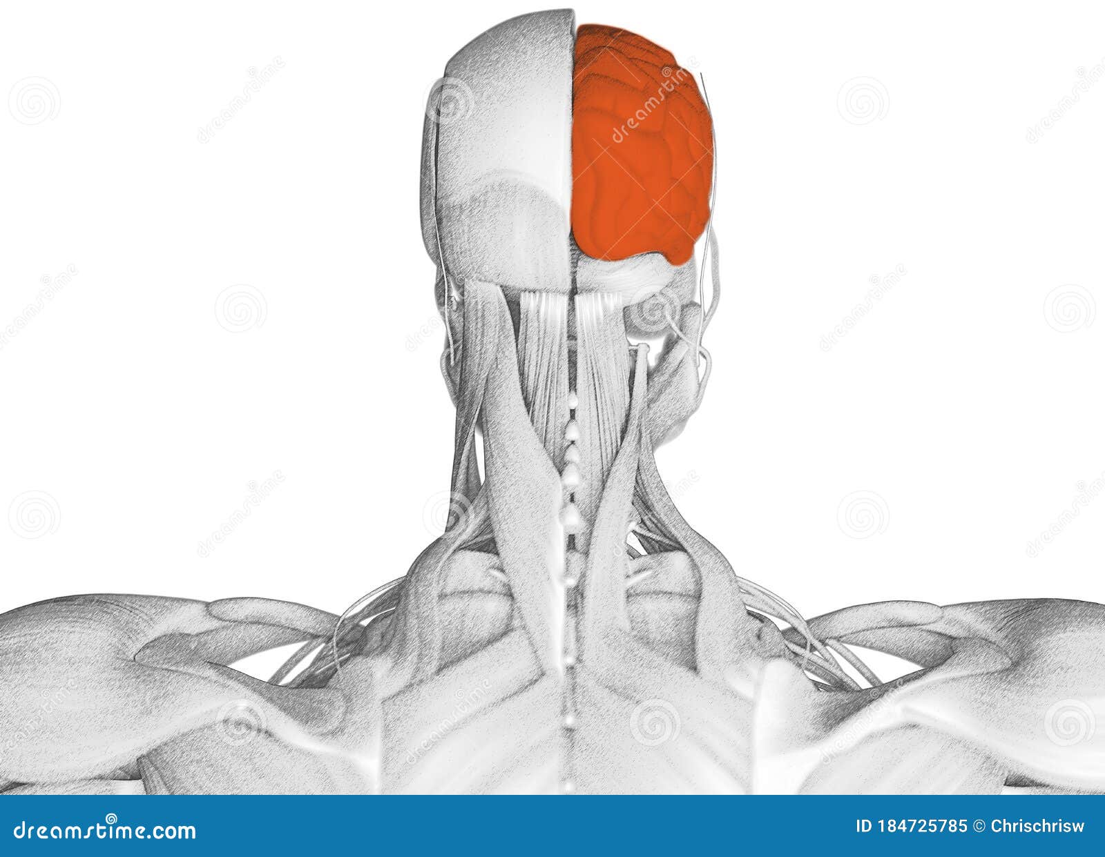 Neck Muscle Anatomy
