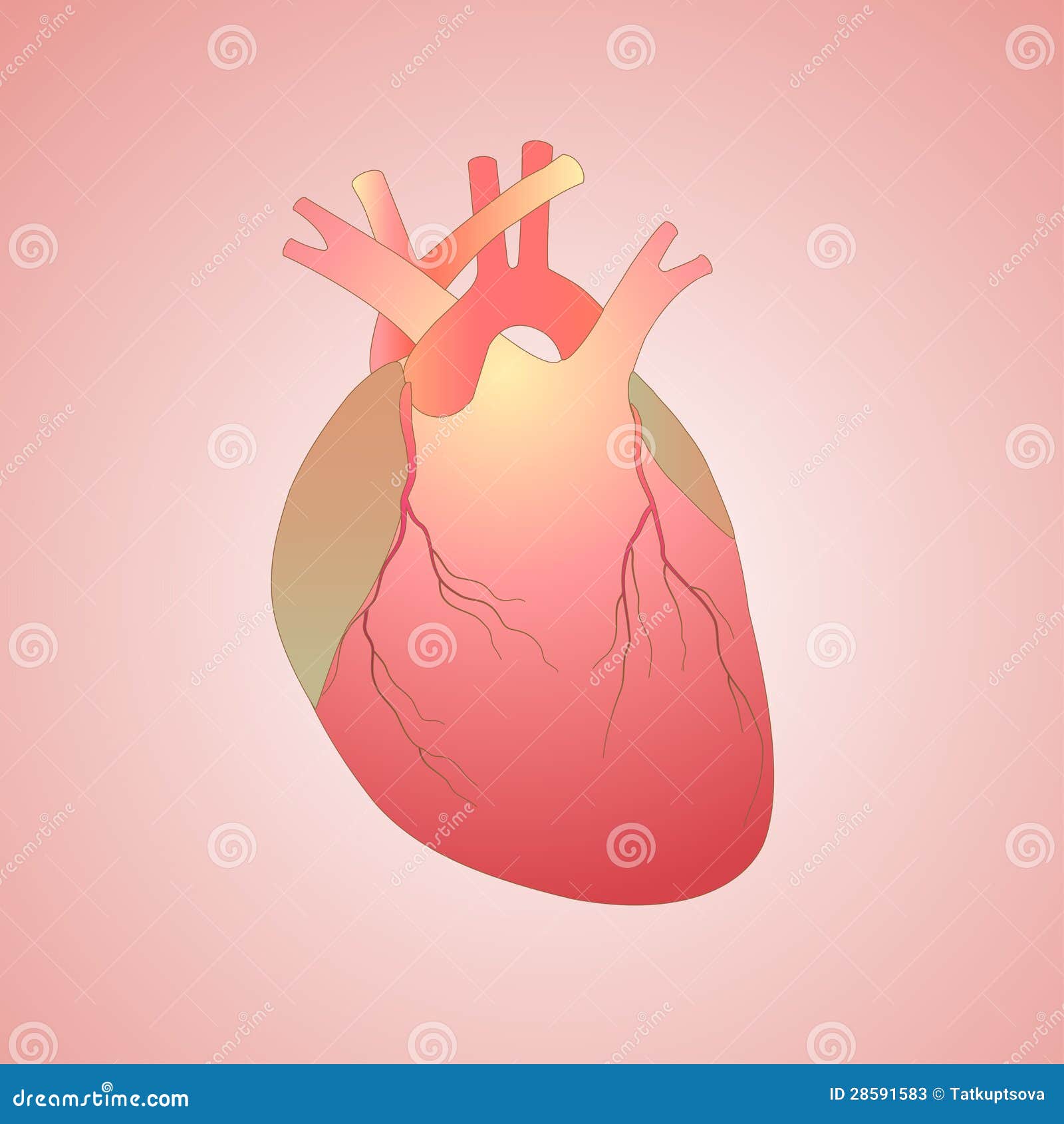 Anatomical Heart Cartoon Vector | CartoonDealer.com #28591583
