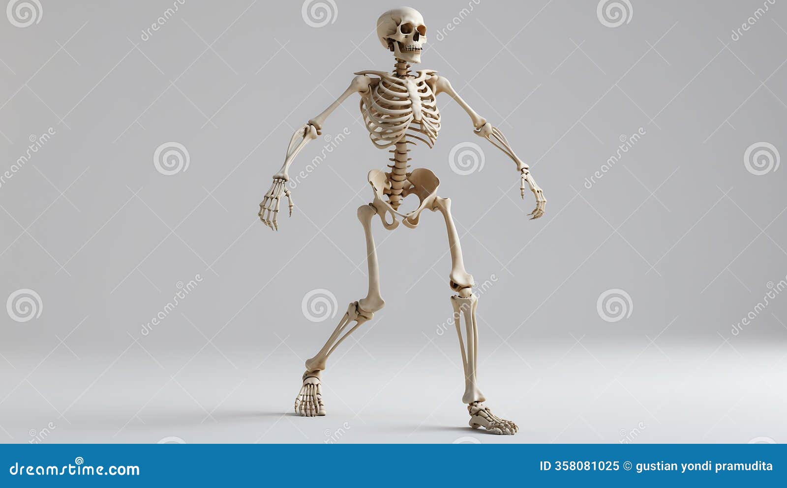Anatomical Human Skeleton Model Pose: a 3D Rendered Image of a Complete ...
