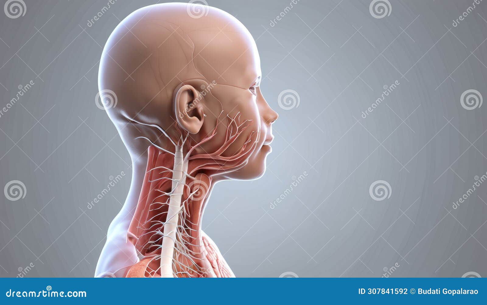 An Anatomical Illustration of the Human Head and Neck Stock ...