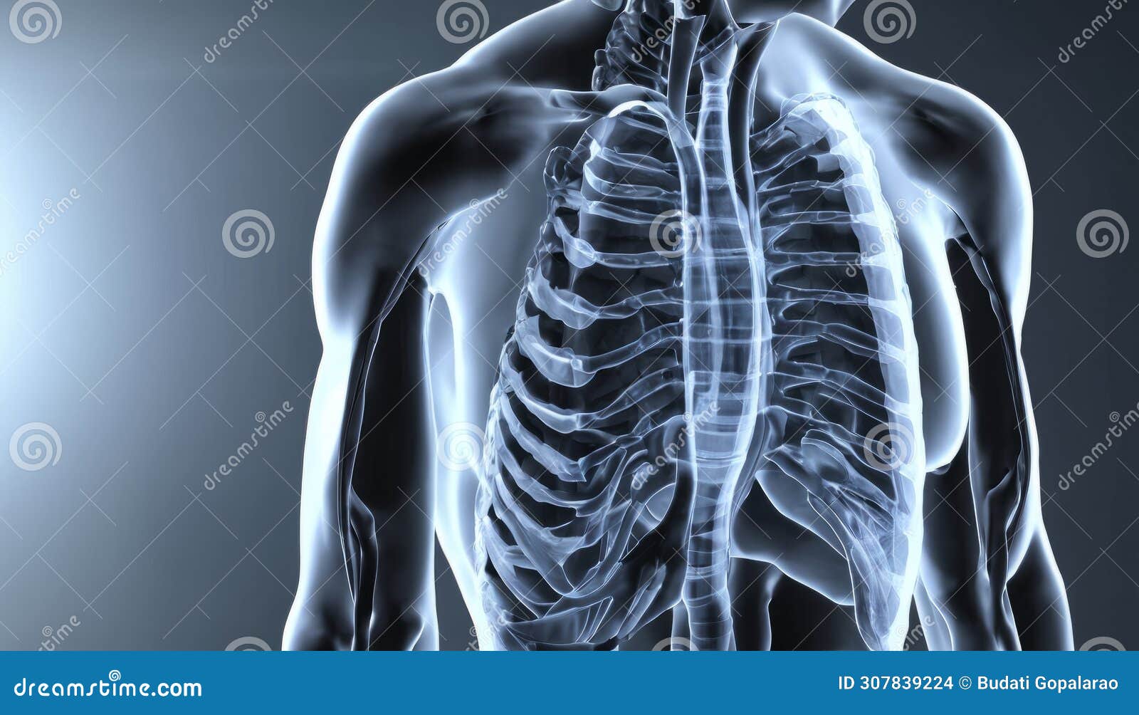 An Anatomical Illustration of a Human Torso Stock Illustration ...