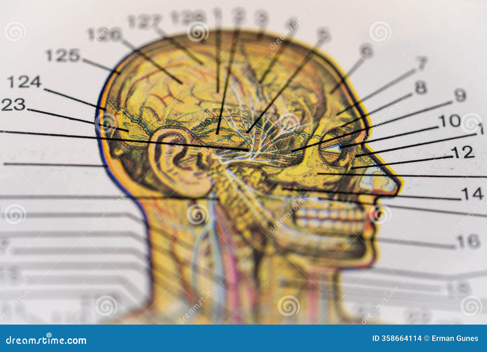 Anatomical Illustration of the Sections of the Human Head Stock Photo ...