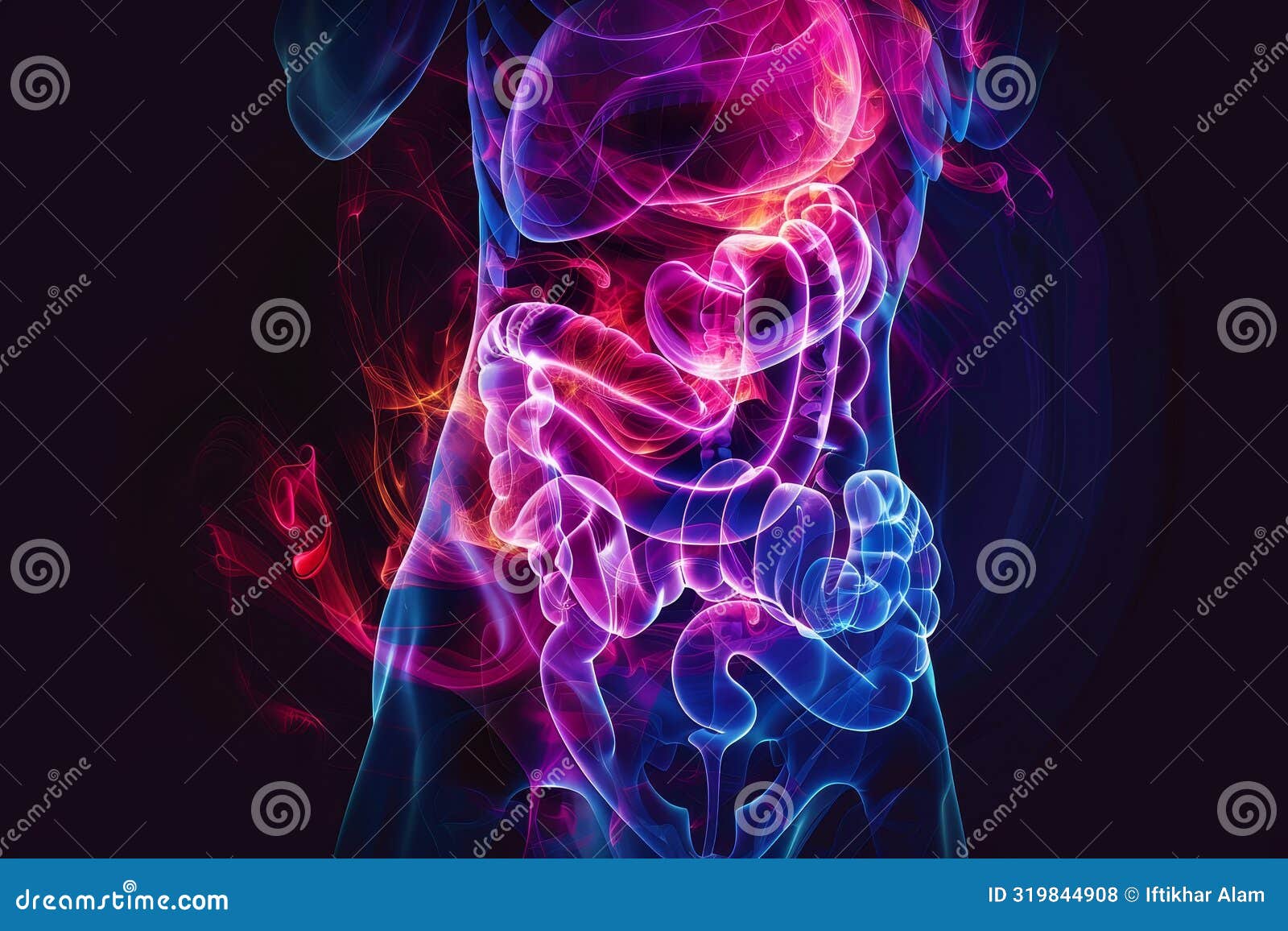 An Anatomical Illustration Showcasing the Internal Structures and ...