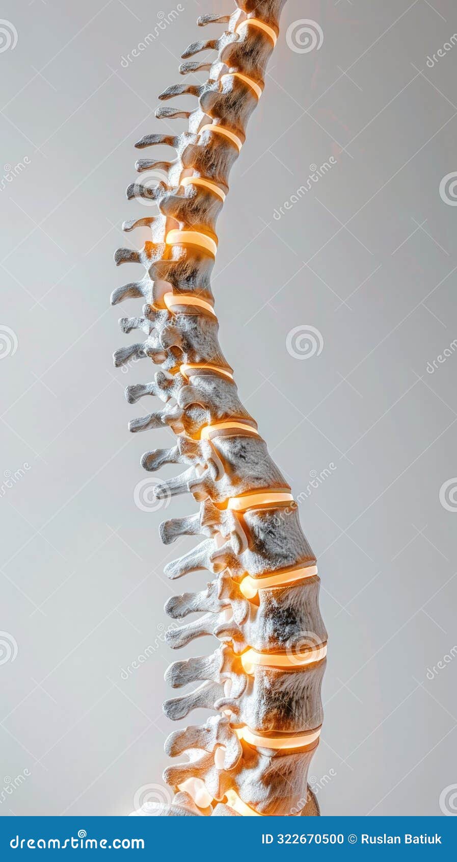 Anatomical Image : Visual of Spine, Intricate Structure and Alignment ...