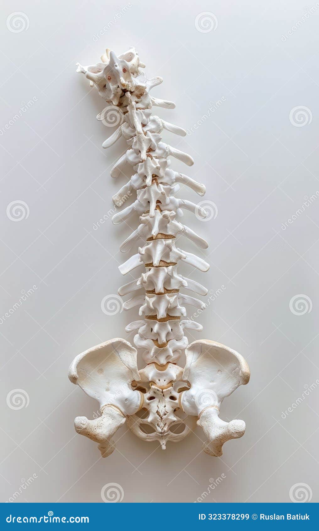 Anatomical Image : Visual of Spine, Intricate Structure and Alignment ...