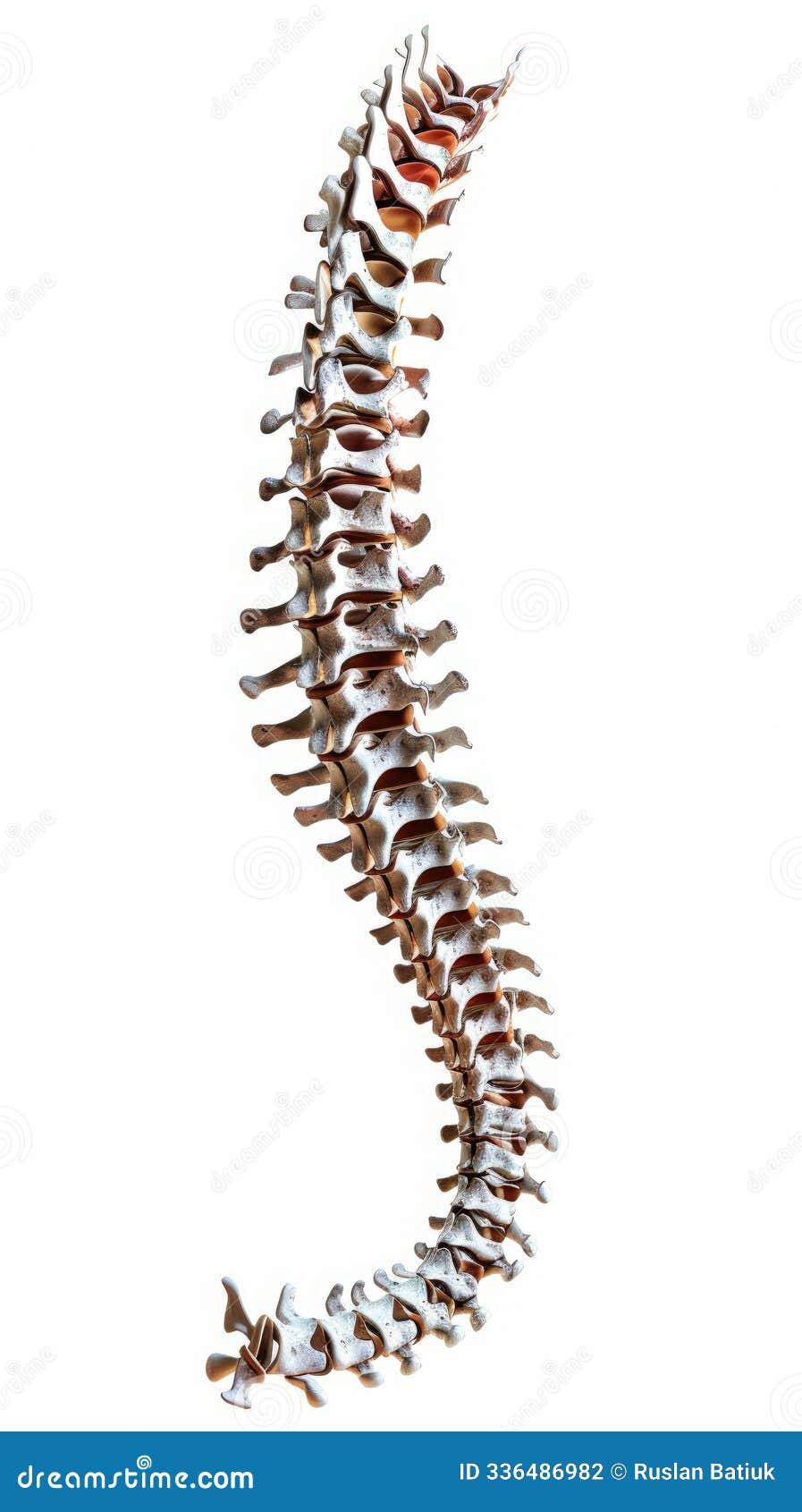 Anatomical Image : Visual Of Spine, Intricate Structure And Alignment ...