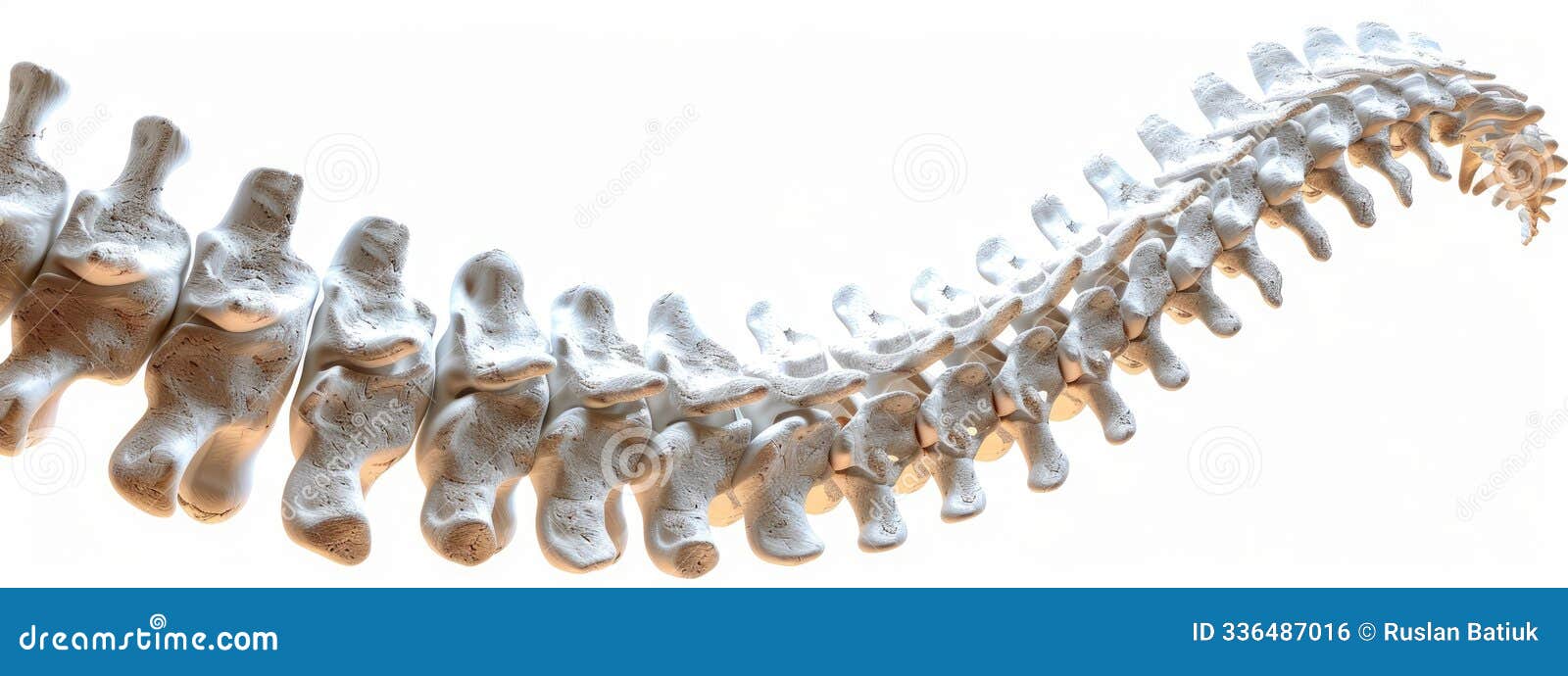 Anatomical Image : Visual Of Spine, Intricate Structure And Alignment ...
