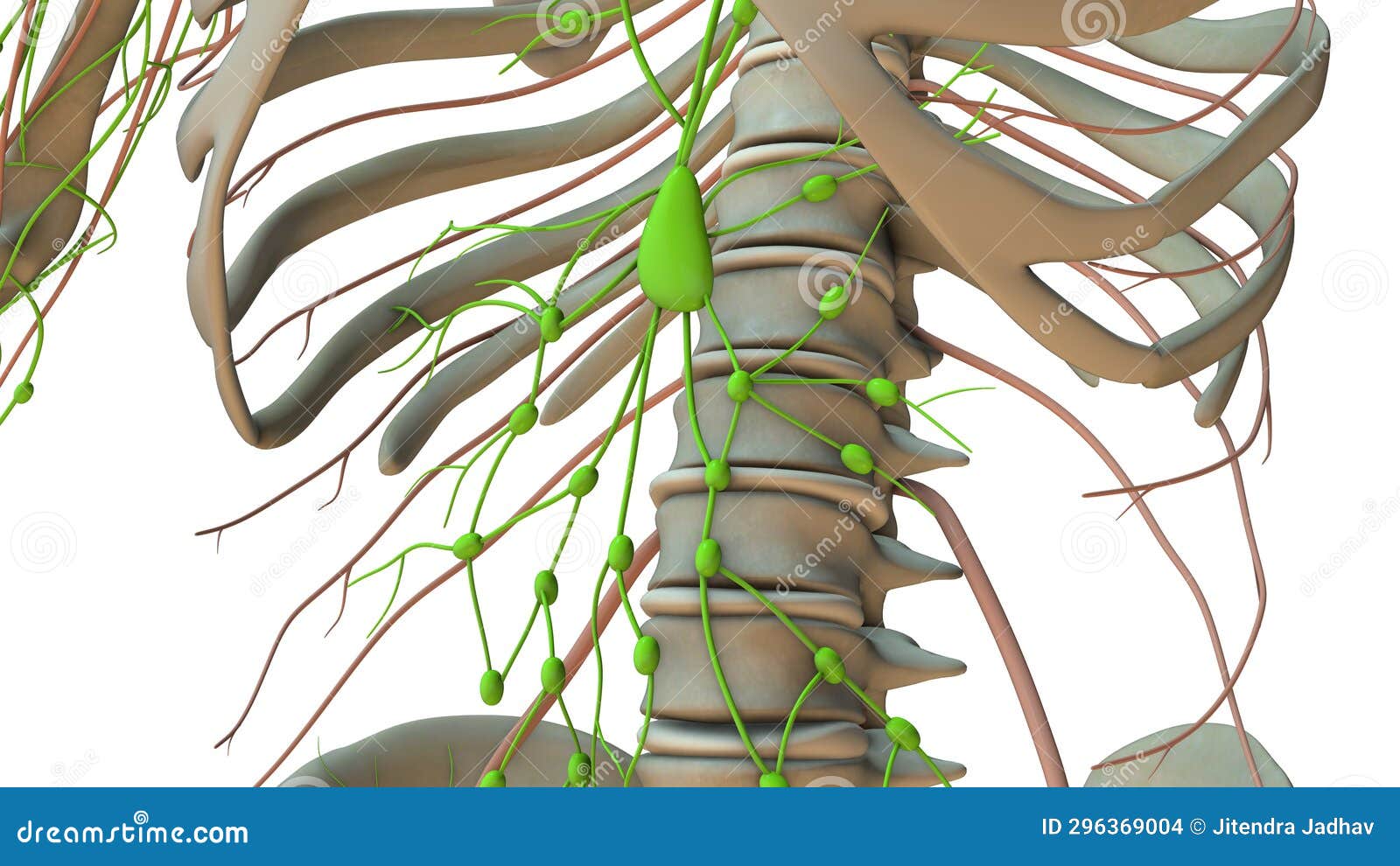 Anatomical Insights into the Human Lymphatic System Stock Photo - Image ...