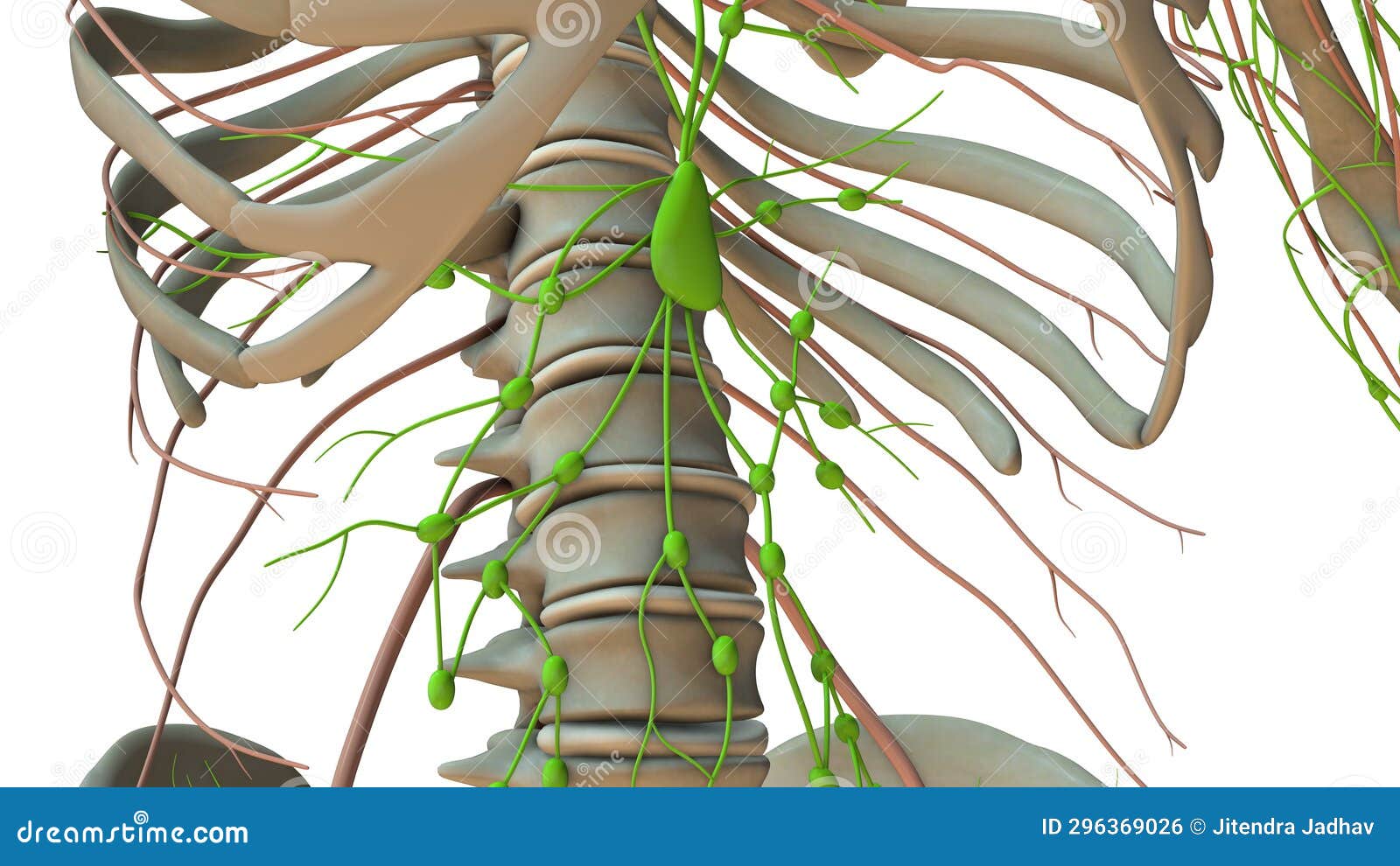 Anatomical Insights into the Human Lymphatic System Stock Photo - Image ...