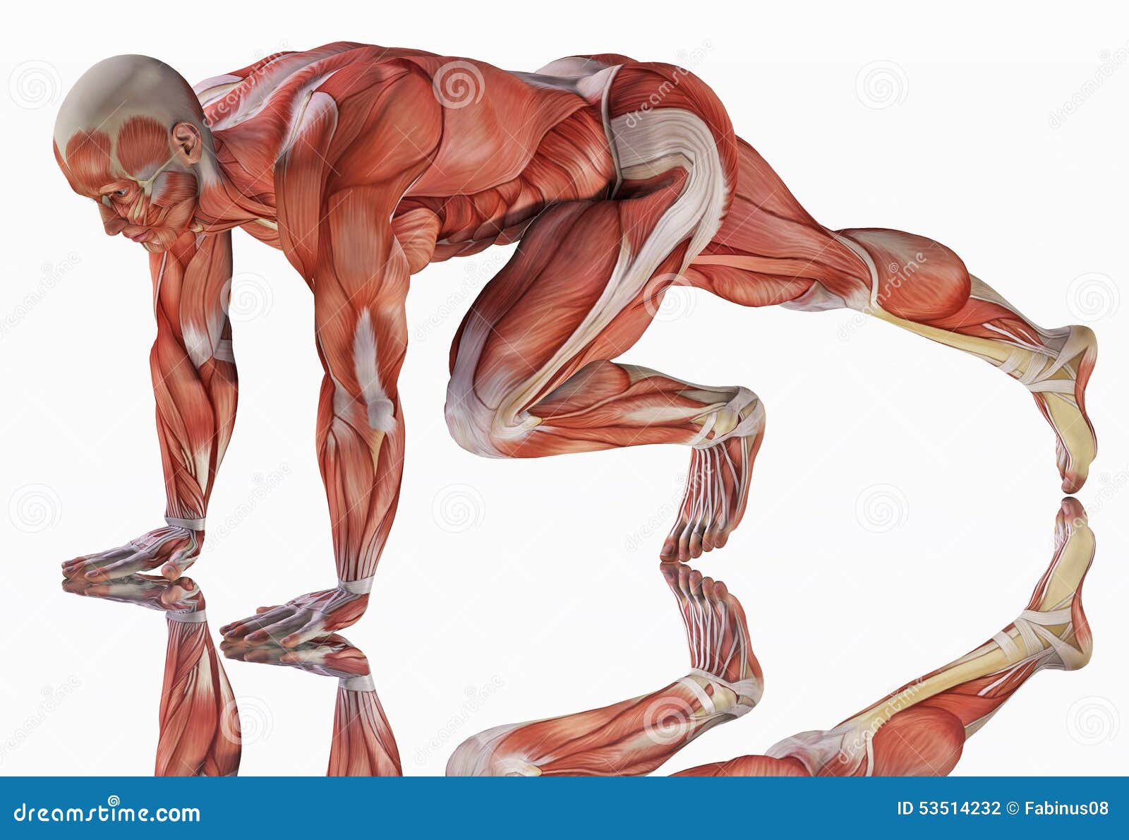 Anatomical Man Ready To Sprint Stock Illustration - Illustration of ...