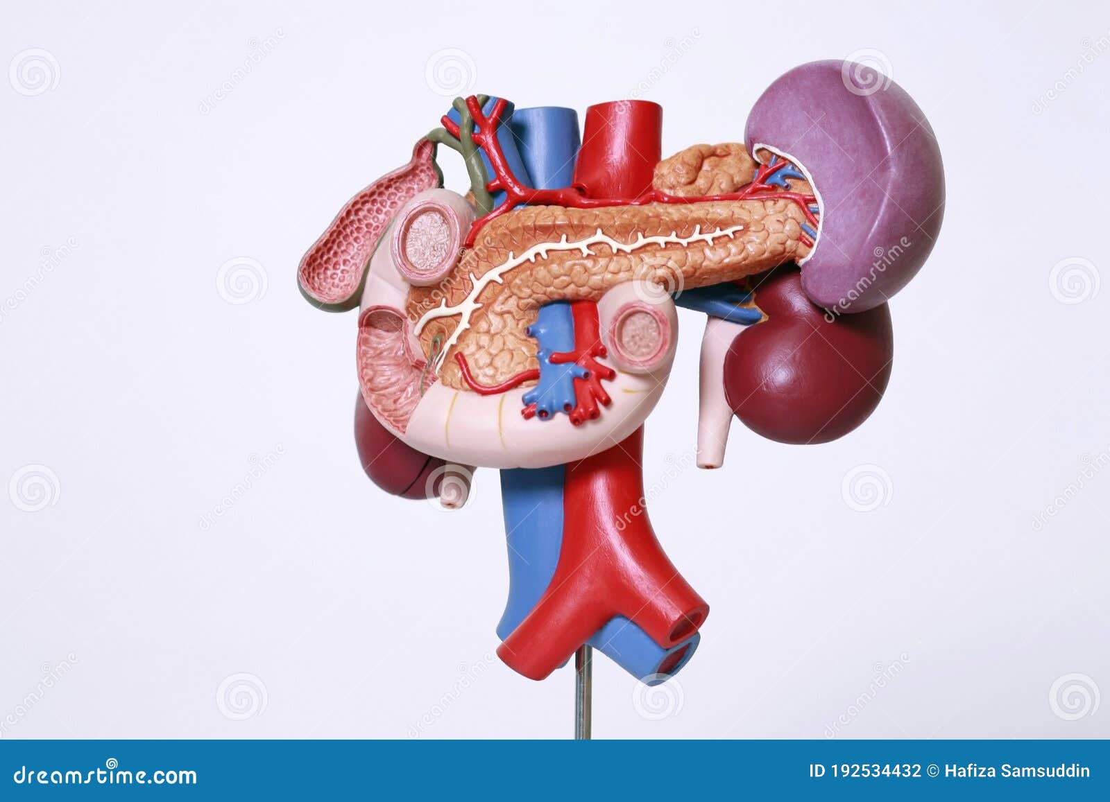 Anatomical Model. Conceptual Image Stock Photo - Image of object, parts ...