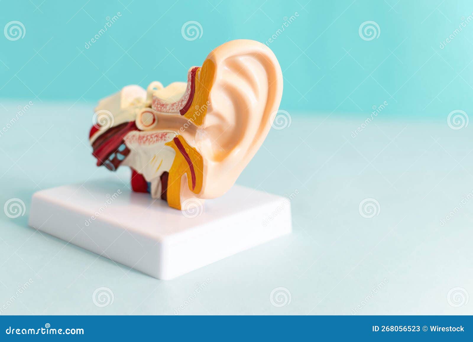 Anatomical Model of the Ear in the Blue Background. Stock Image - Image ...