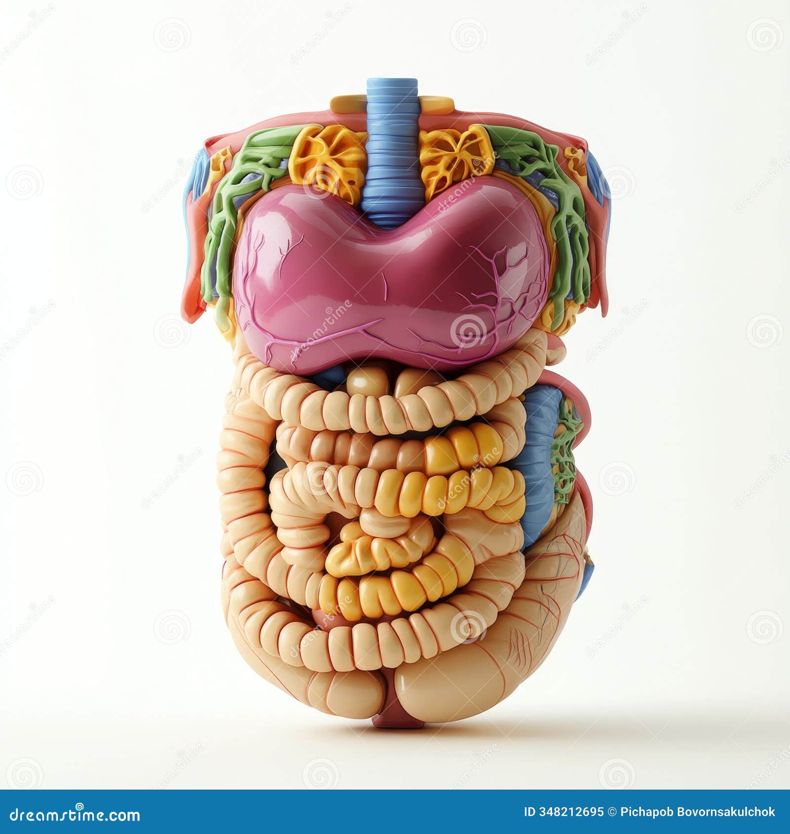 Anatomical Model of the Human Digestive System for Educational Use ...
