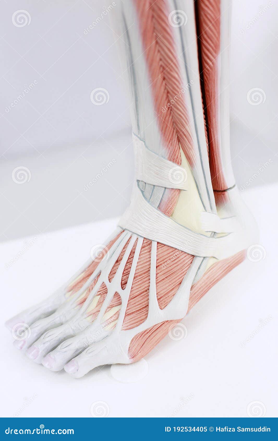 Anatomical Model of Human Foot. Conceptual Image Stock Image - Image of ...
