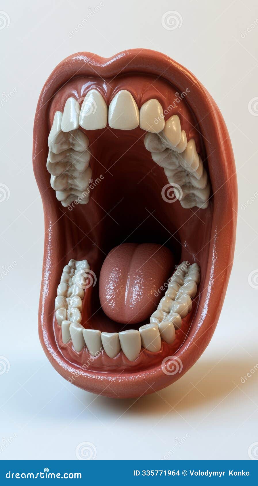 Anatomical Model of Human Mouth with Open Jaw and Teeth, Educational ...