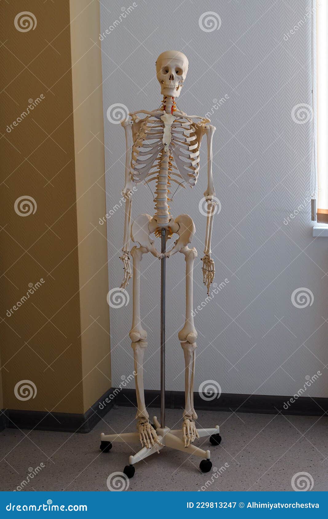 Anatomical Model of the Human Skeleton Stock Image - Image of adult ...