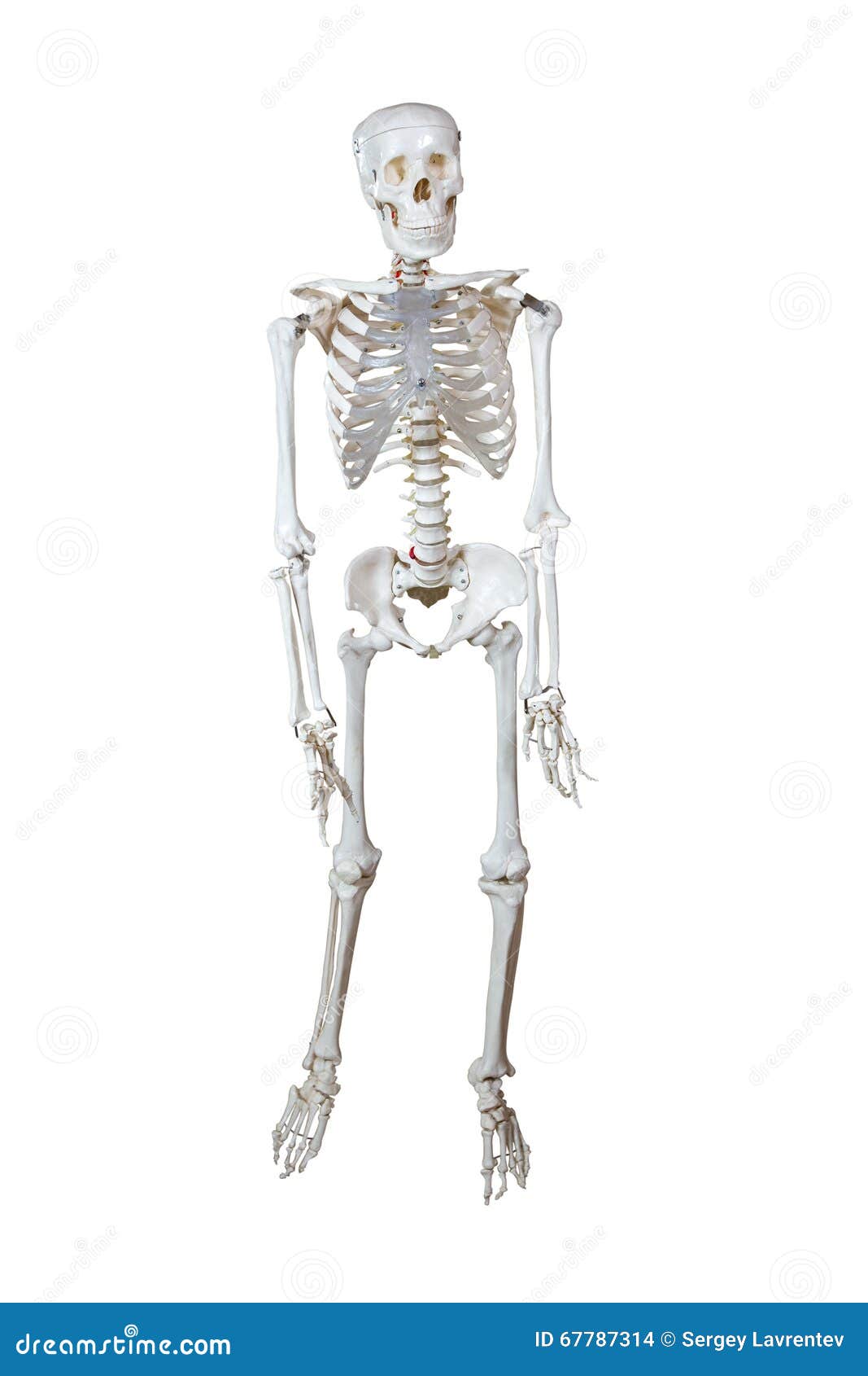 Anatomical Model Human Skeleton Stock Photo - Image of bone, body: 67787314