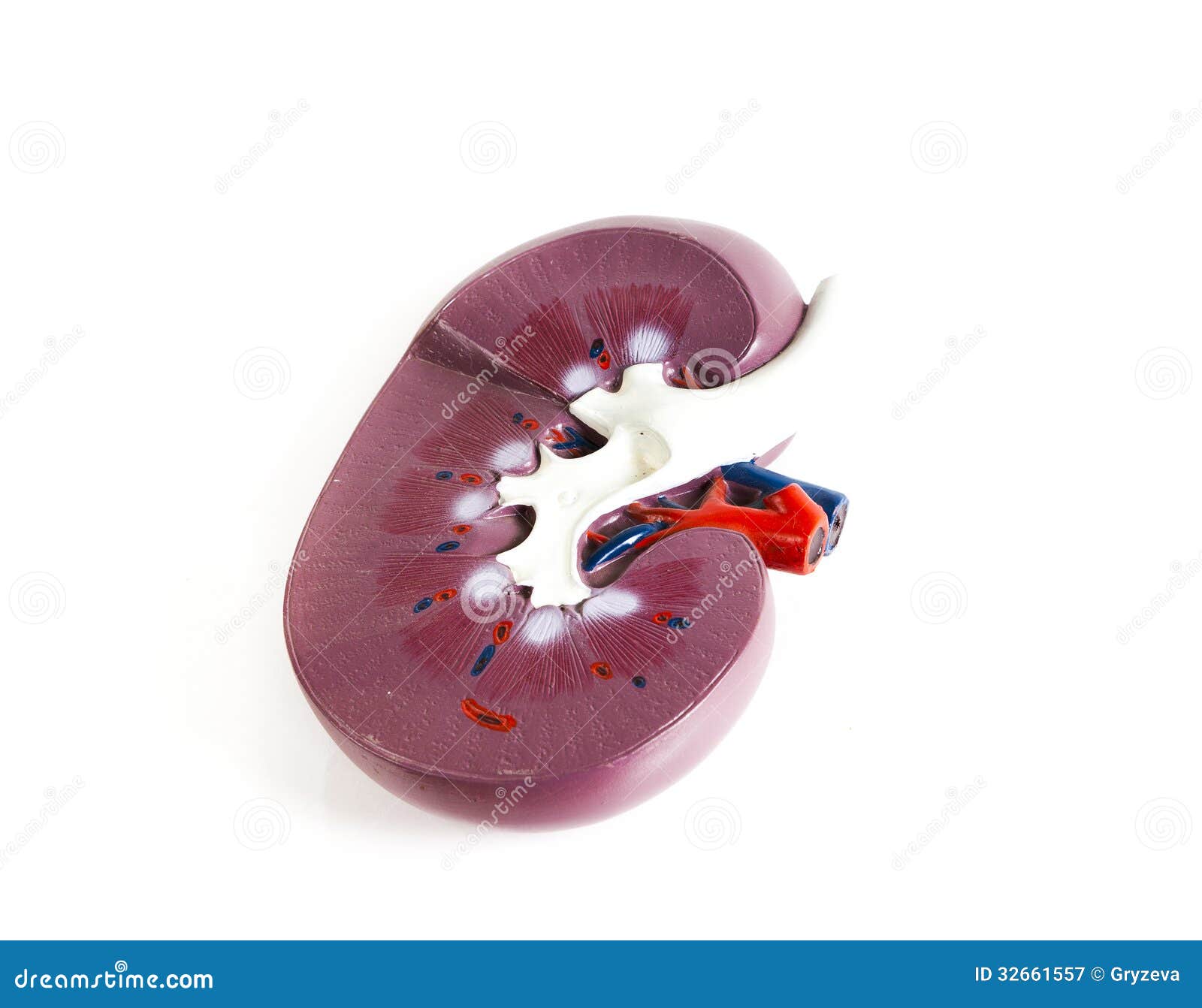 Anatomical Model of Kidney Isolated on White Background Stock Image ...