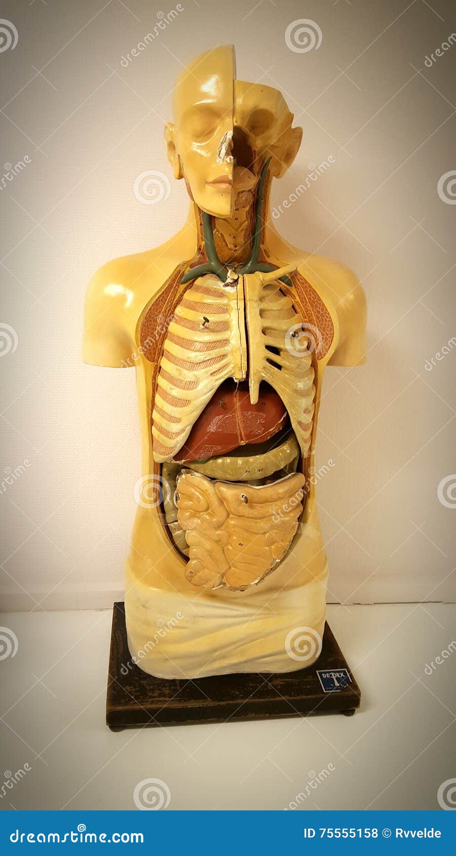 Anatomical model editorial stock photo. Image of body - 75555158