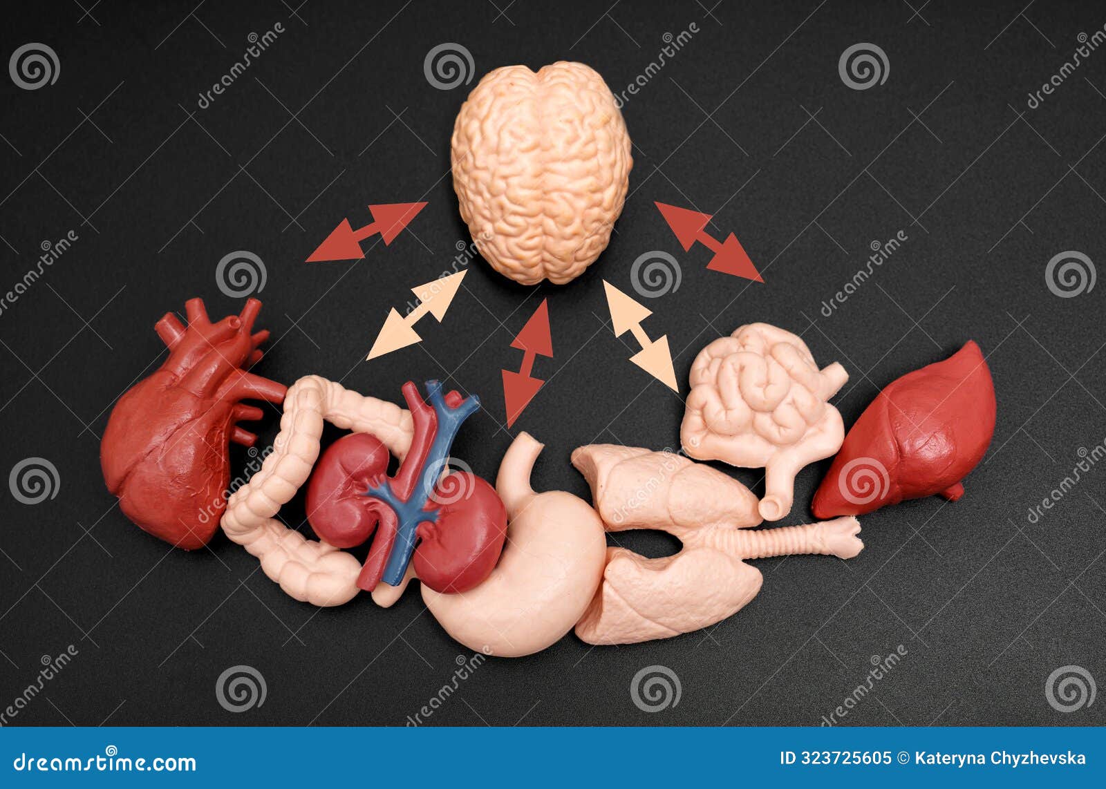 Brain and Organs Communication Concept with Arrows Stock Image - Image ...