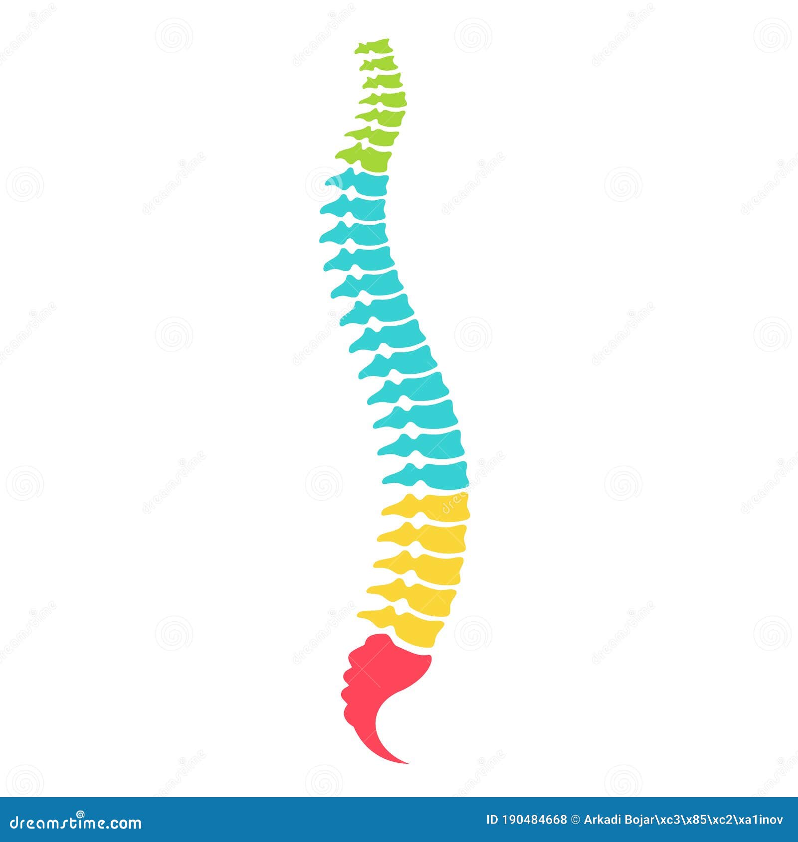 Spine column anatomy stock vector. Illustration of anatomical - 190484668 Spine column anatomy stock vector. Illustration of anatomical - 190484668