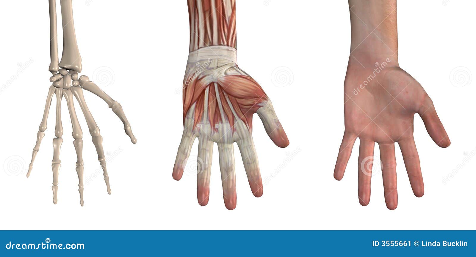 Anatomical Overlays - Hand stock illustration. Illustration of muscles ...