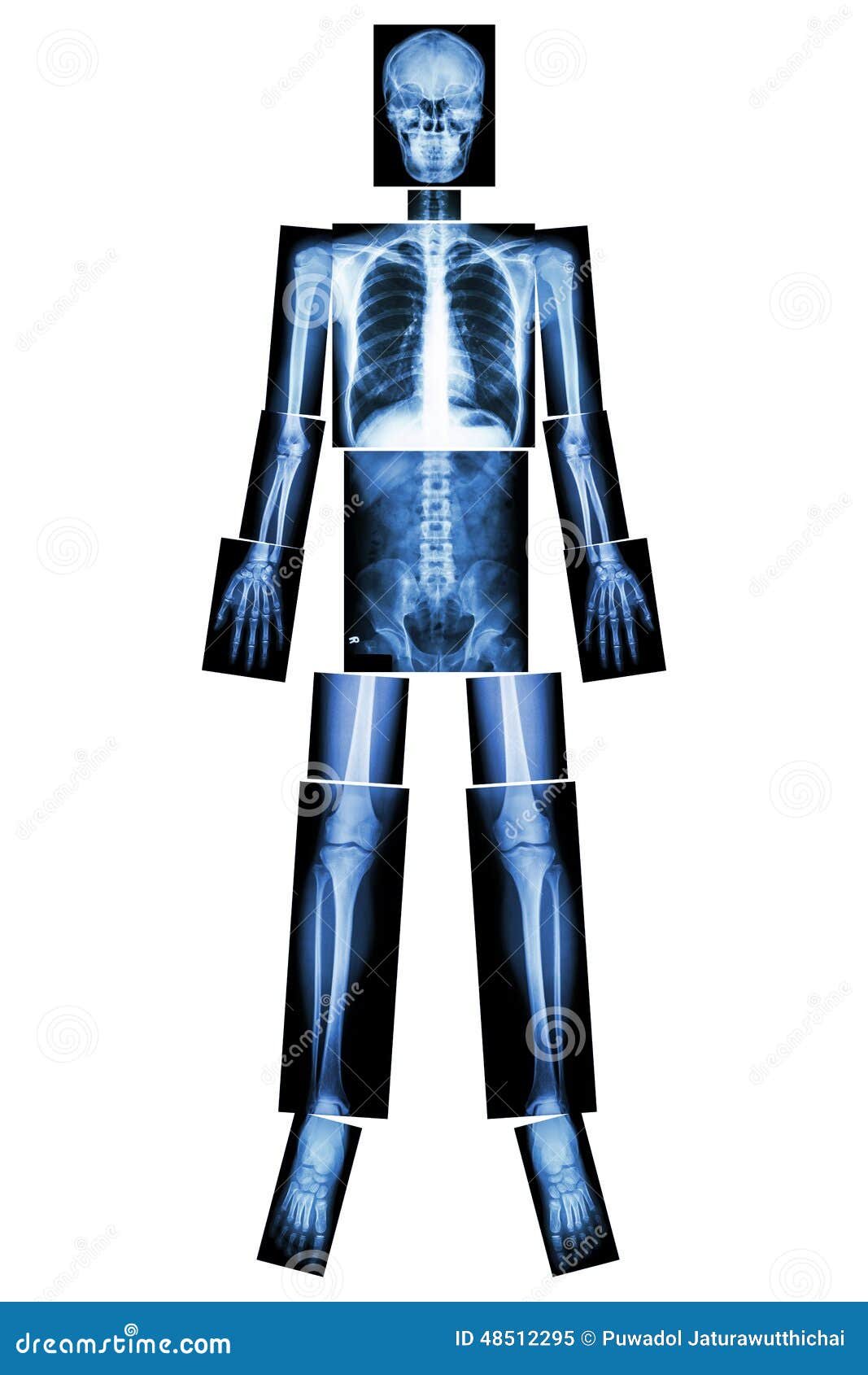Anatomical Movements Sports Science Degree Physical