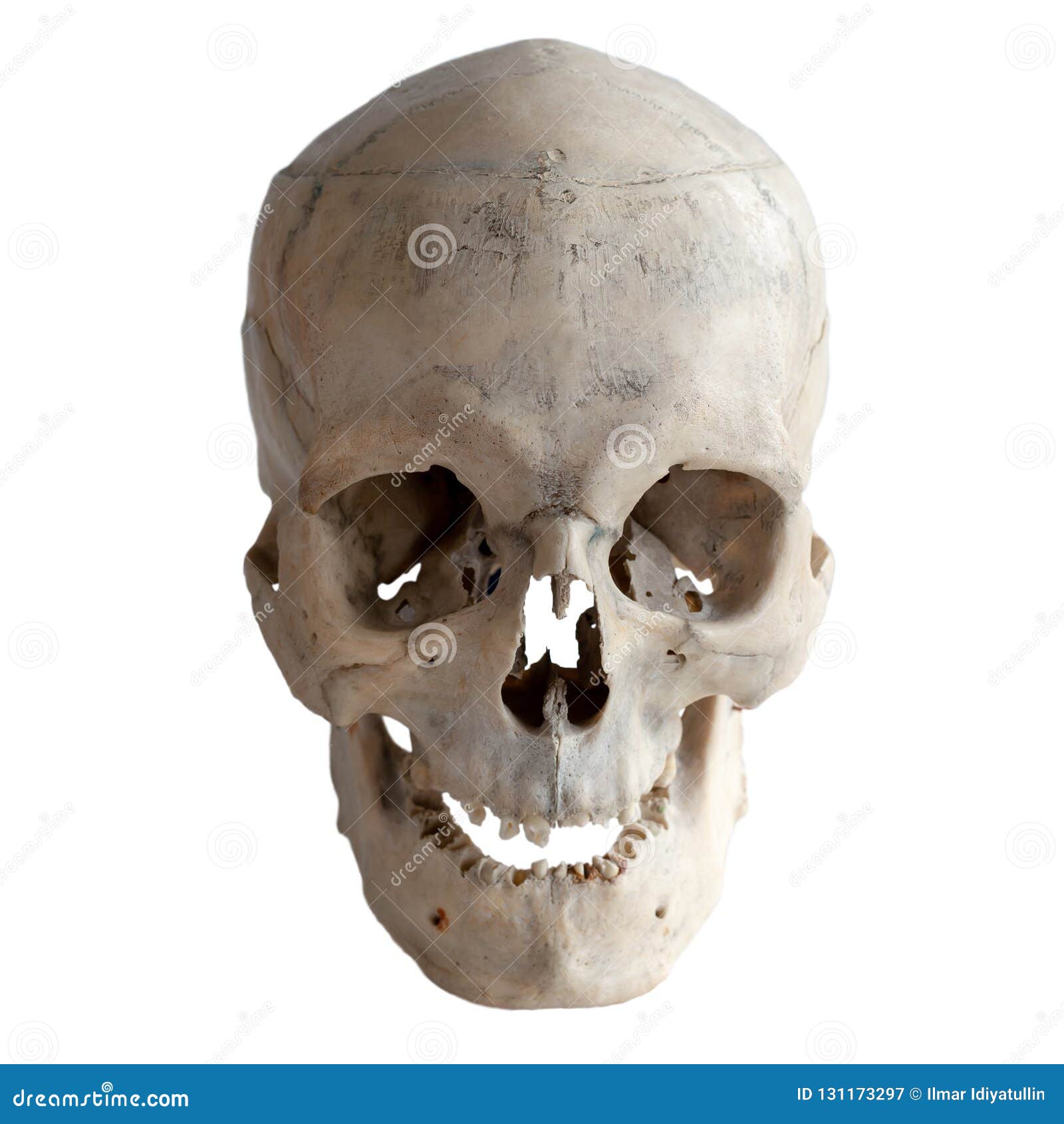 Real Skull
