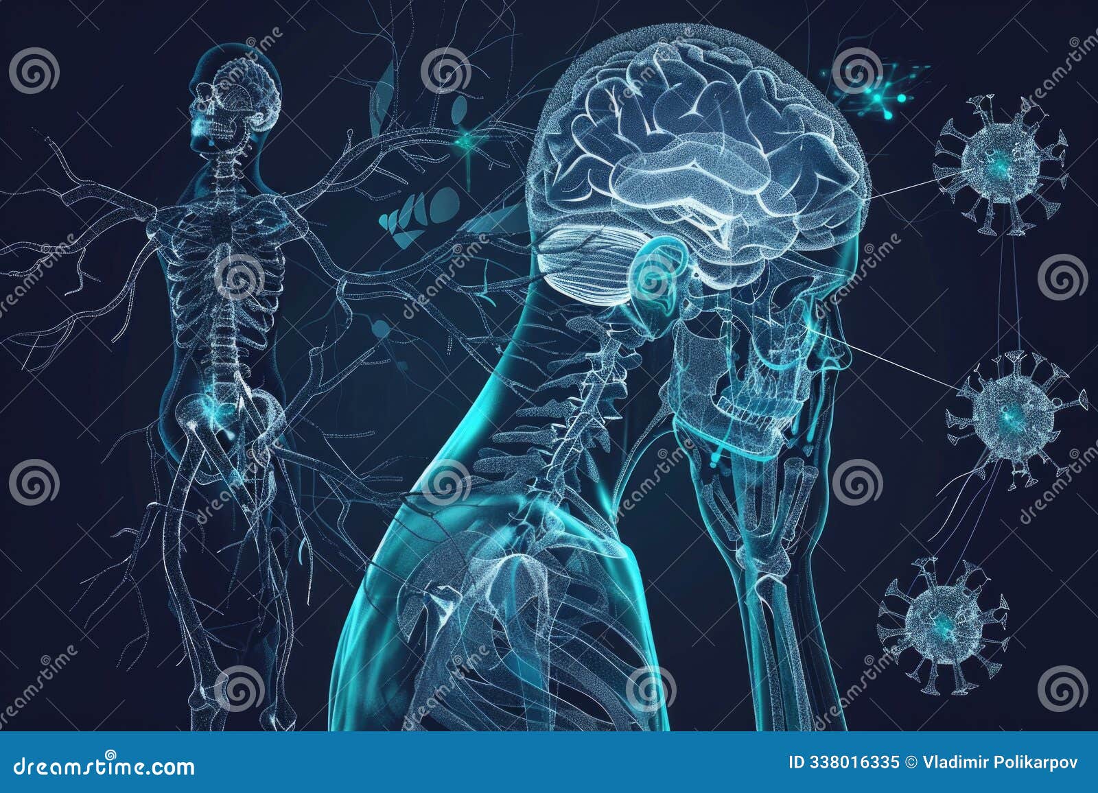 Anatomical Representation of the Human Brain and Nervous System for ...