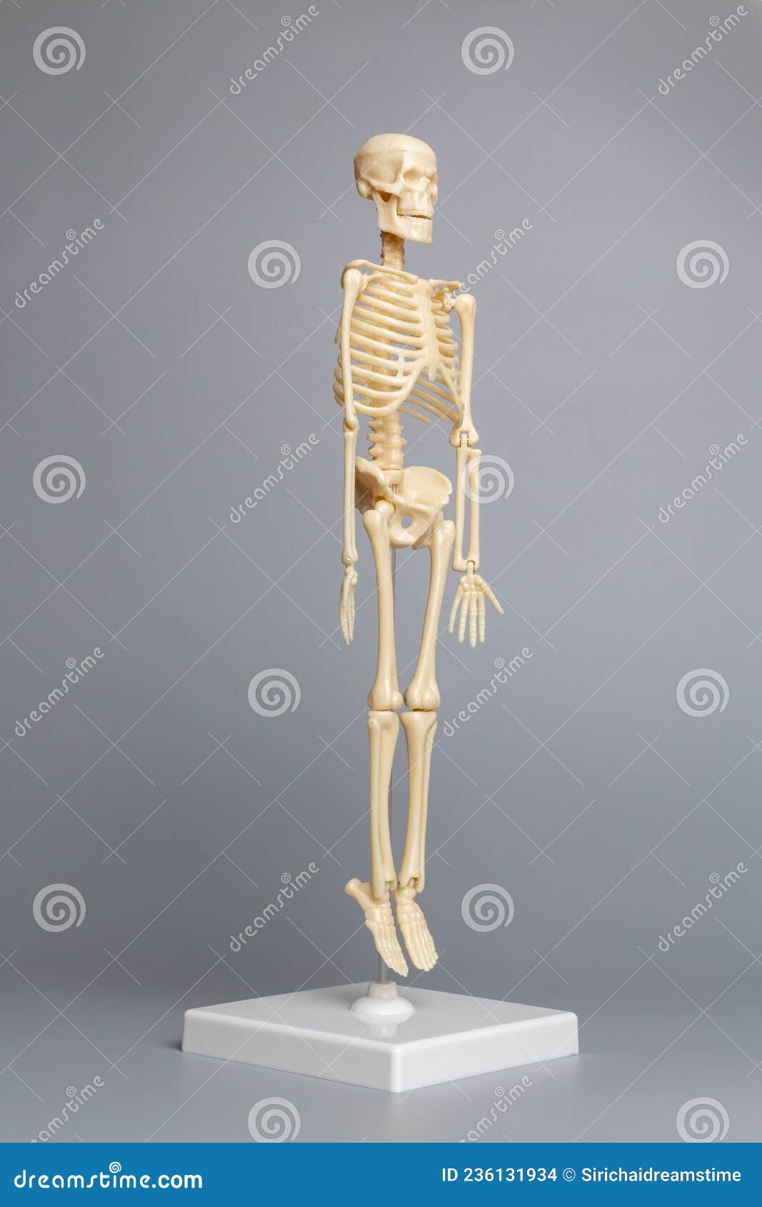 Anatomical Skeleton Model, Skeletal System Royalty-Free Stock ...
