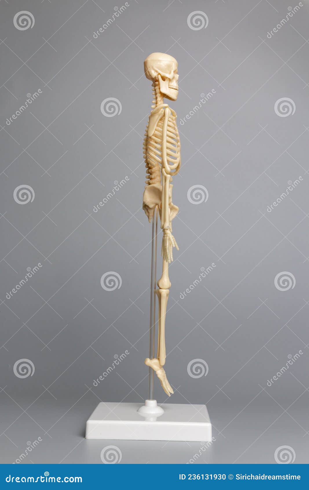 Anatomical Skeleton Model, Skeletal System Stock Photography ...