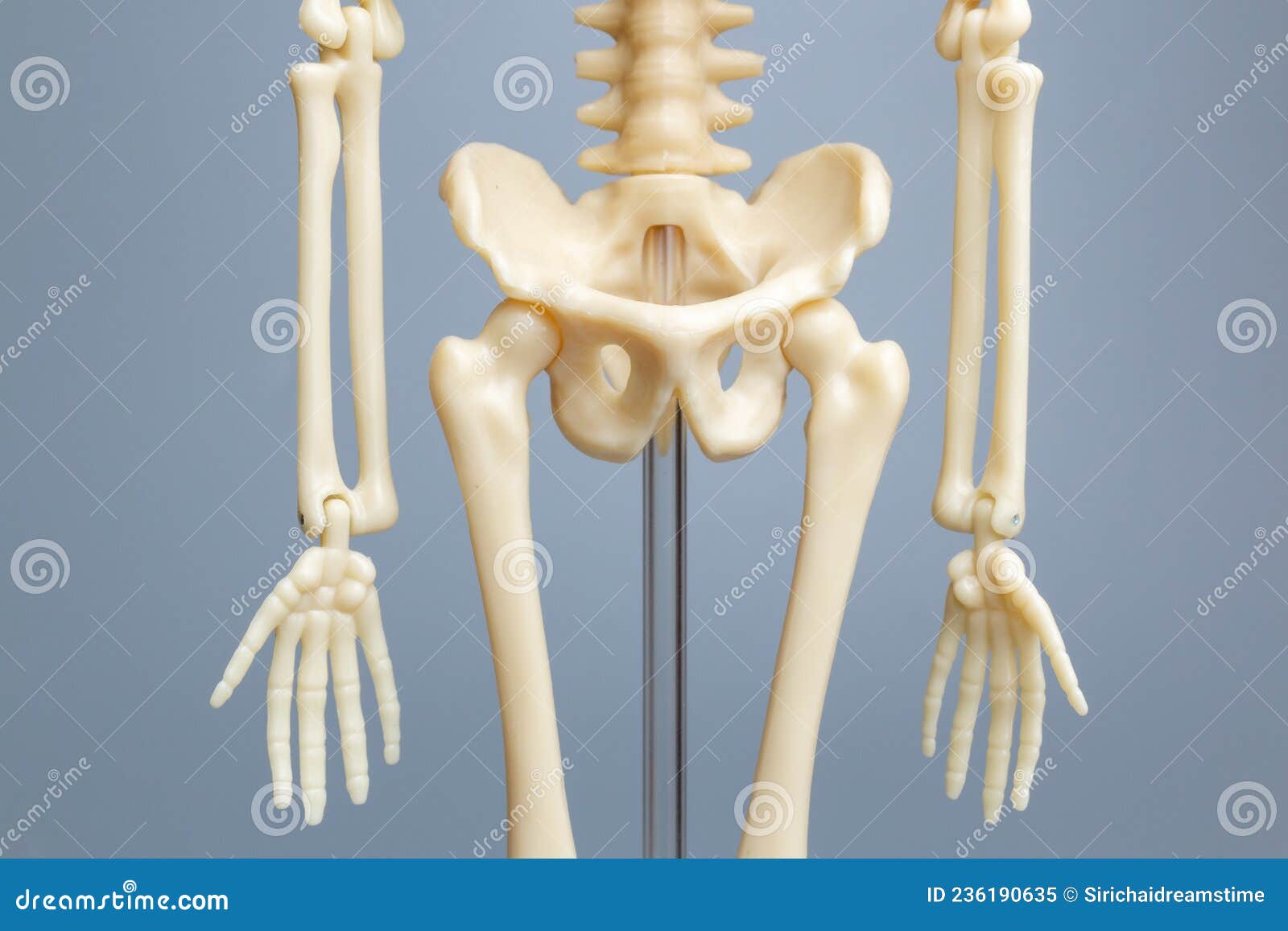Anatomical Skeleton Model, Skeletal System Stock Photography ...