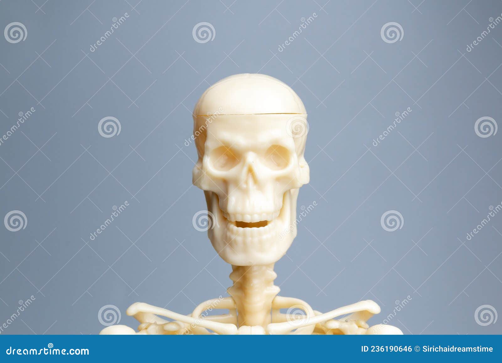 Anatomical Skeleton Model, Skeletal System Royalty-Free Stock Image ...