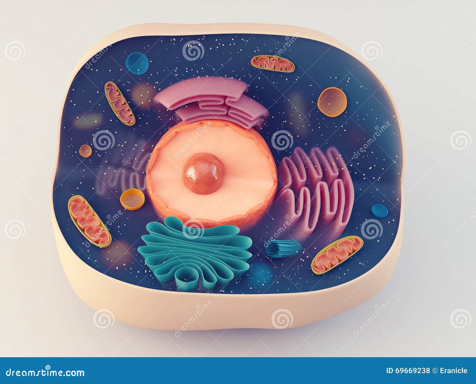 Anatomical Structure Of The Upper Jaw Of The Dog, The Location And The ...