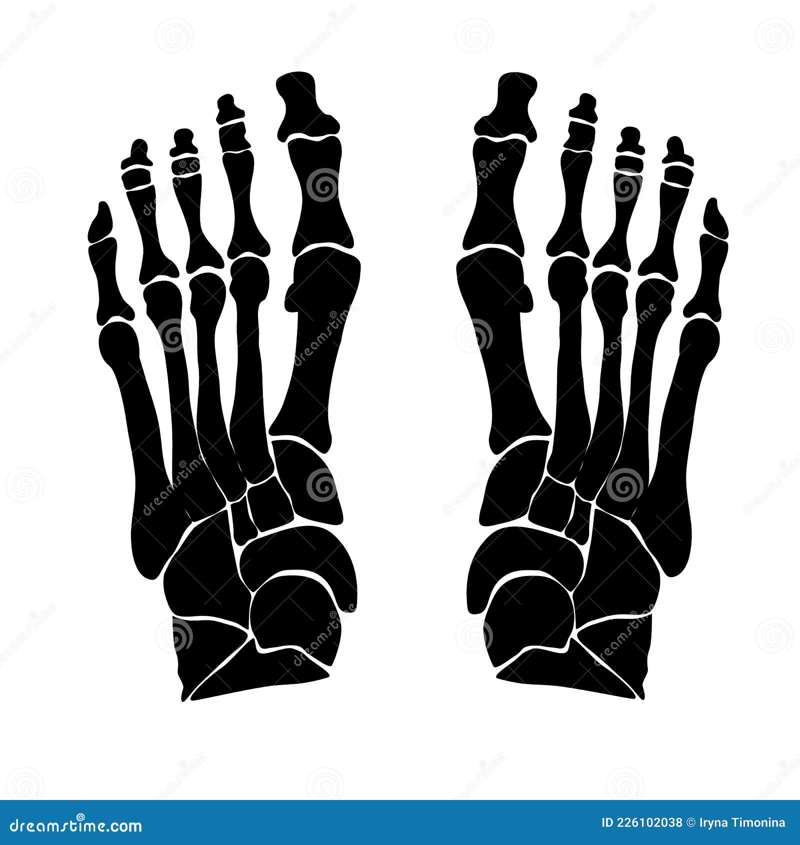 Bones Of The Foot .Tarsals Or Tarsus, Metatarsals, Phalanges Cartoon ...