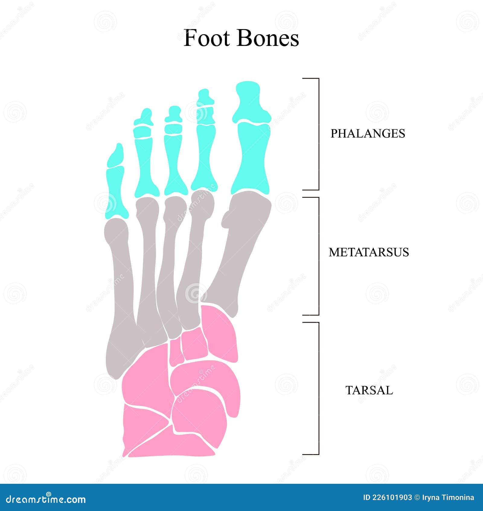 Bones Of The Foot .Tarsals Or Tarsus, Metatarsals, Phalanges Cartoon ...