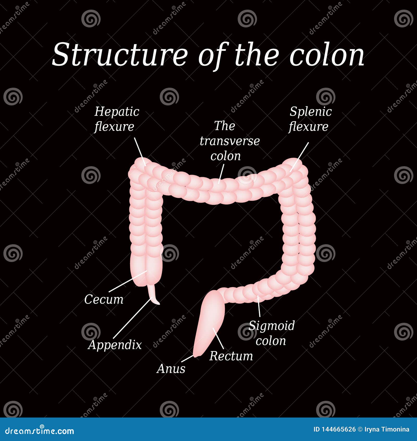 The Anatomical Structure Of The Colon. Vector Illustration On A Black ...