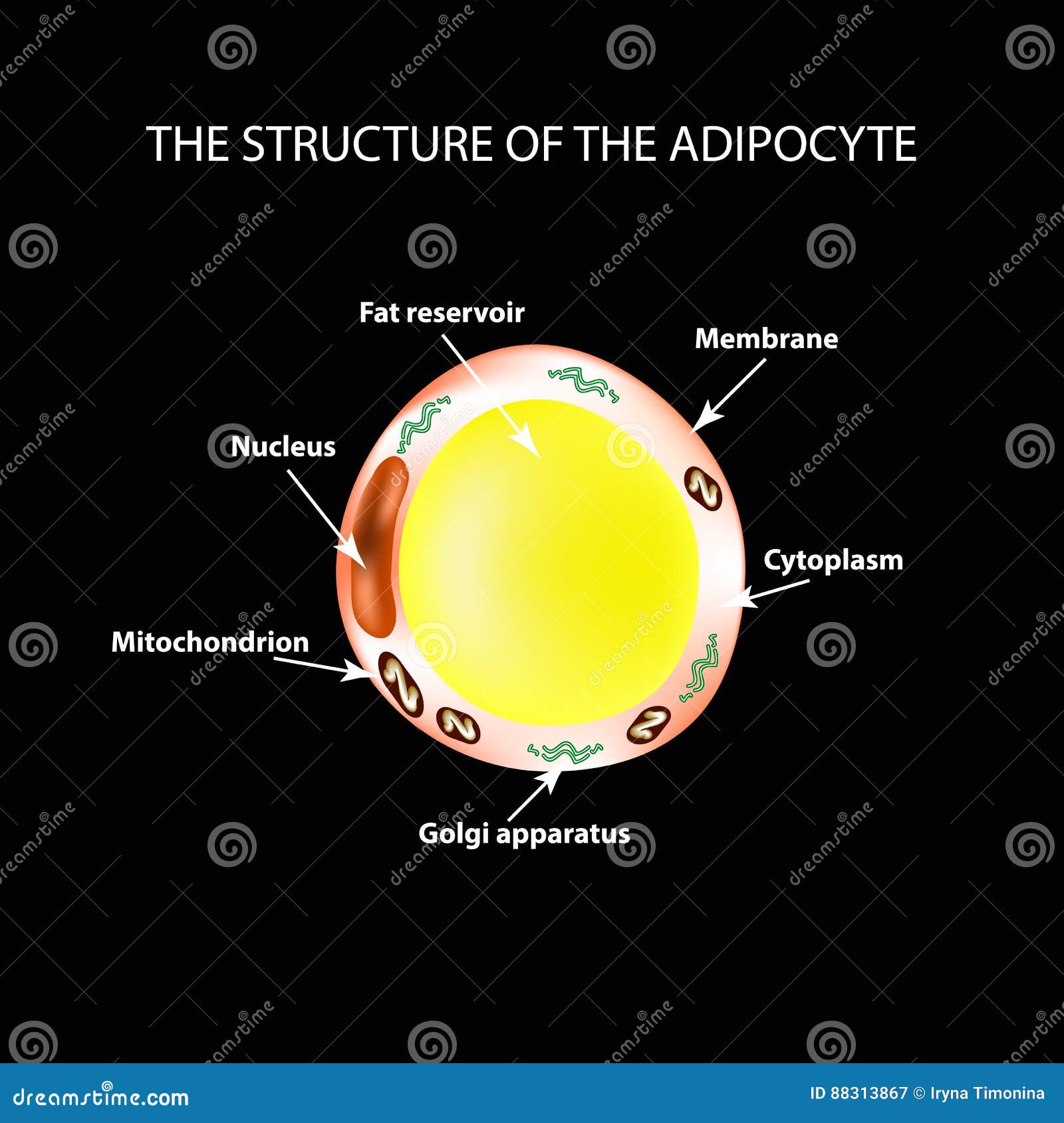 The Anatomical Structure of the Fat Cells. Adipocyte. Infographics ...