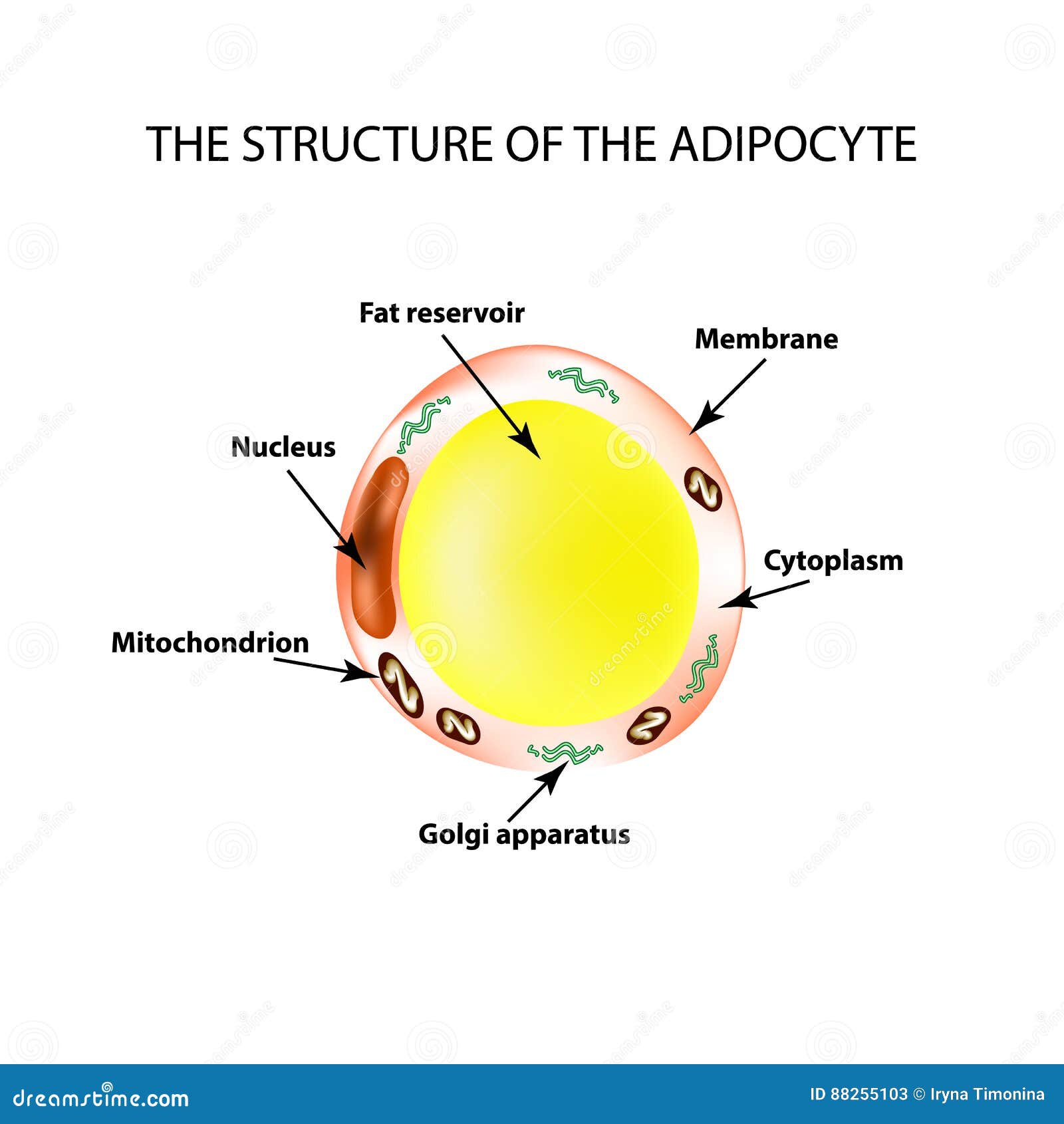 Adipocyte Cartoons Illustrations And Vector Stock Images 62 Pictures To Download From
