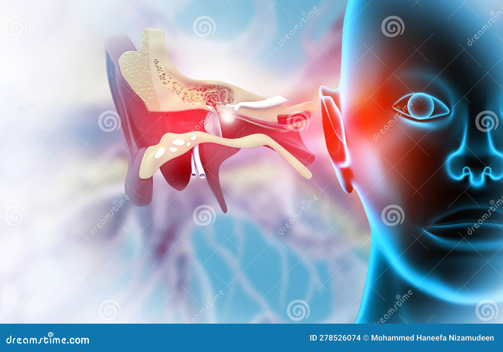 The Anatomical Structure of the Human Ear Stock Illustration ...