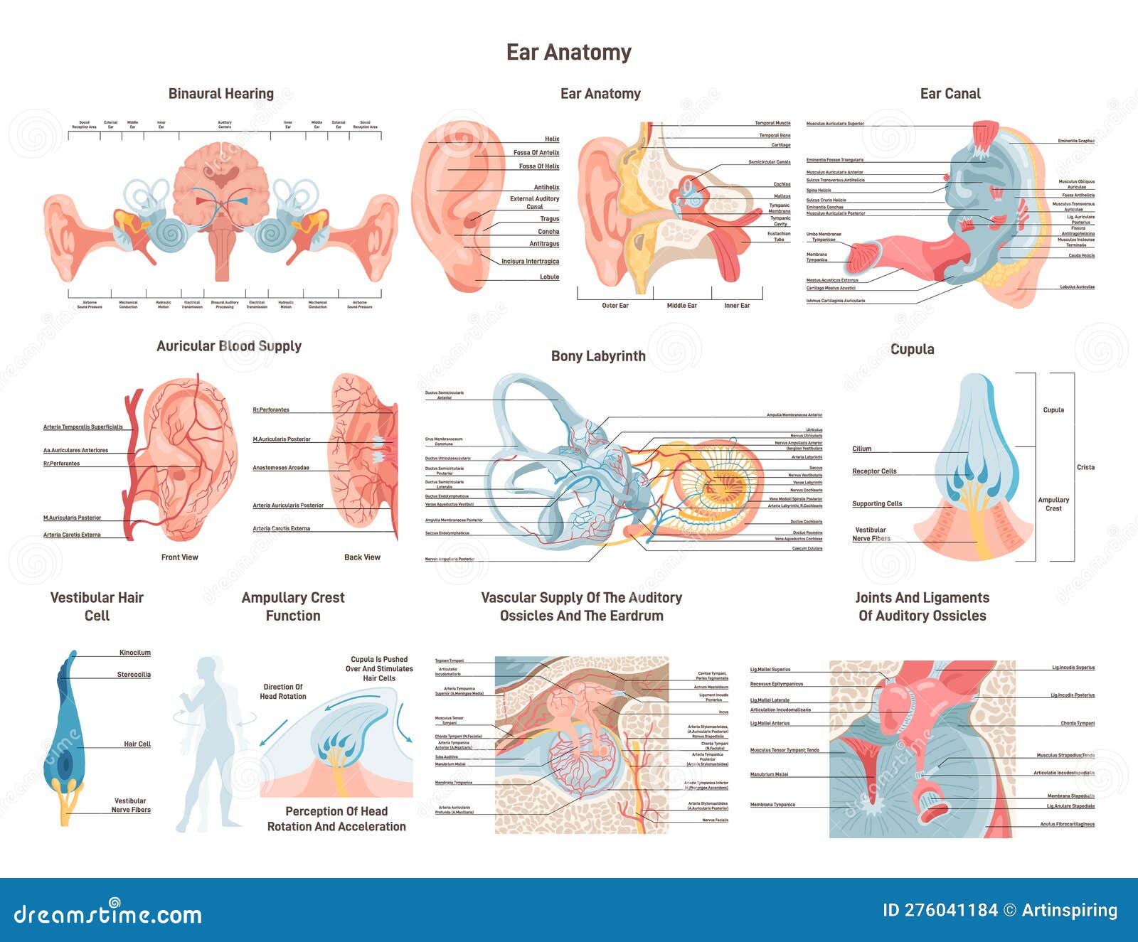Anatomical Structure of the Human Ear Set. Outer, Middle and Inner Ear ...