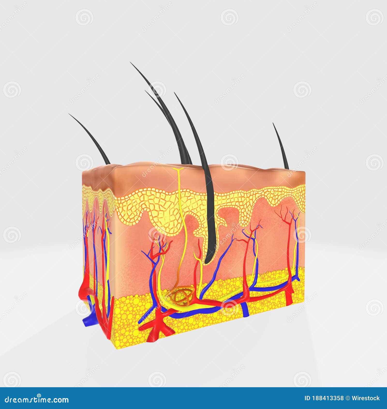 Anatomical Structure of the Human Hair Stock Illustration ...