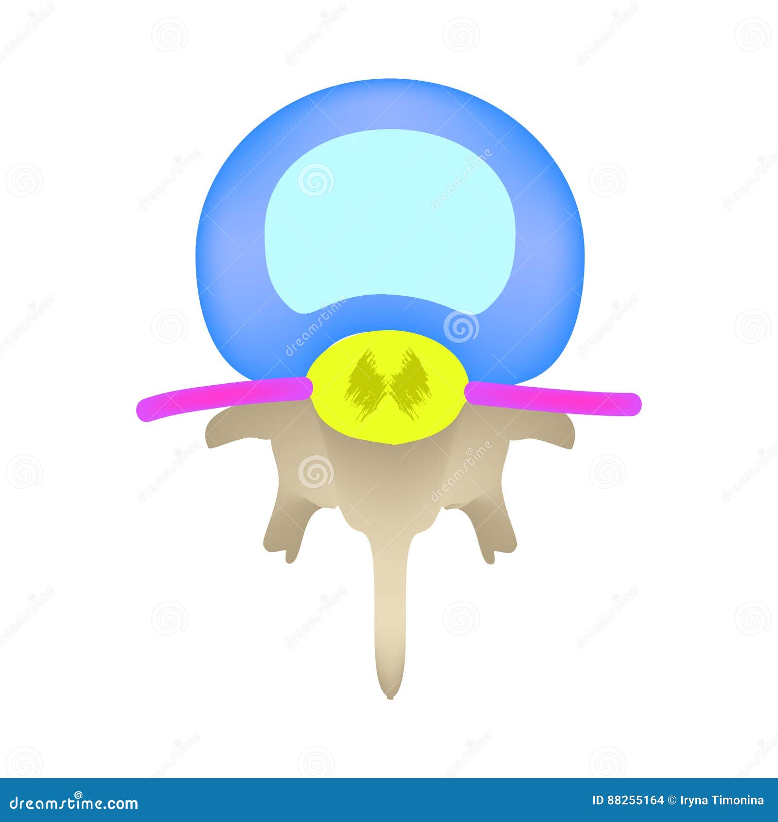 The Anatomical Structure of the Intervertebral Disc. Top View. Spine ...