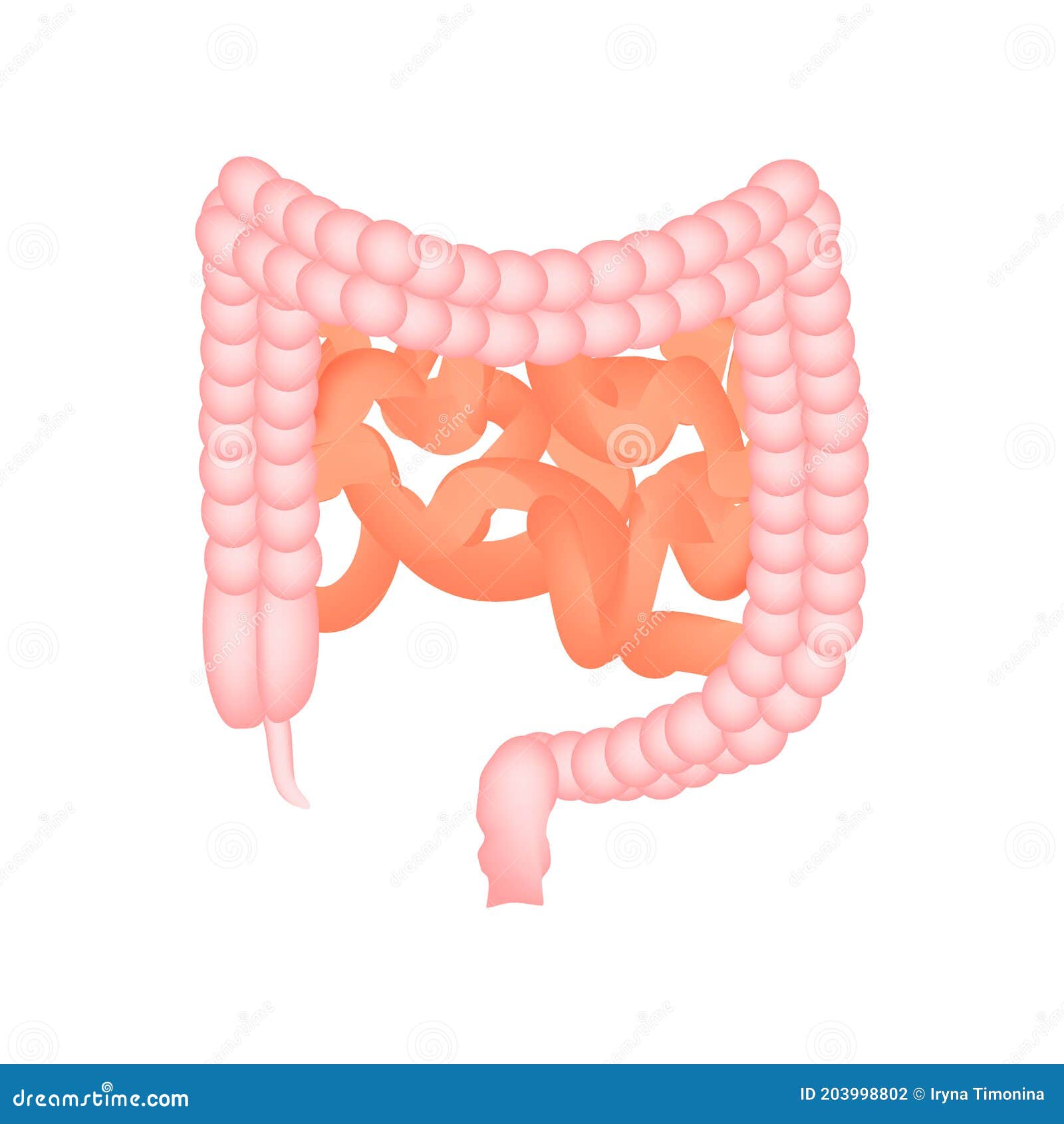 The Structure Of The Colon. Vienna Intestine. Infographics. Vector ...
