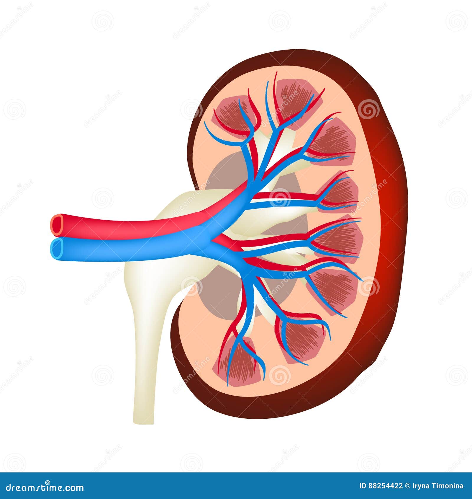 The Anatomical Structure of Kidney. Vector Illustration on Isolated ...