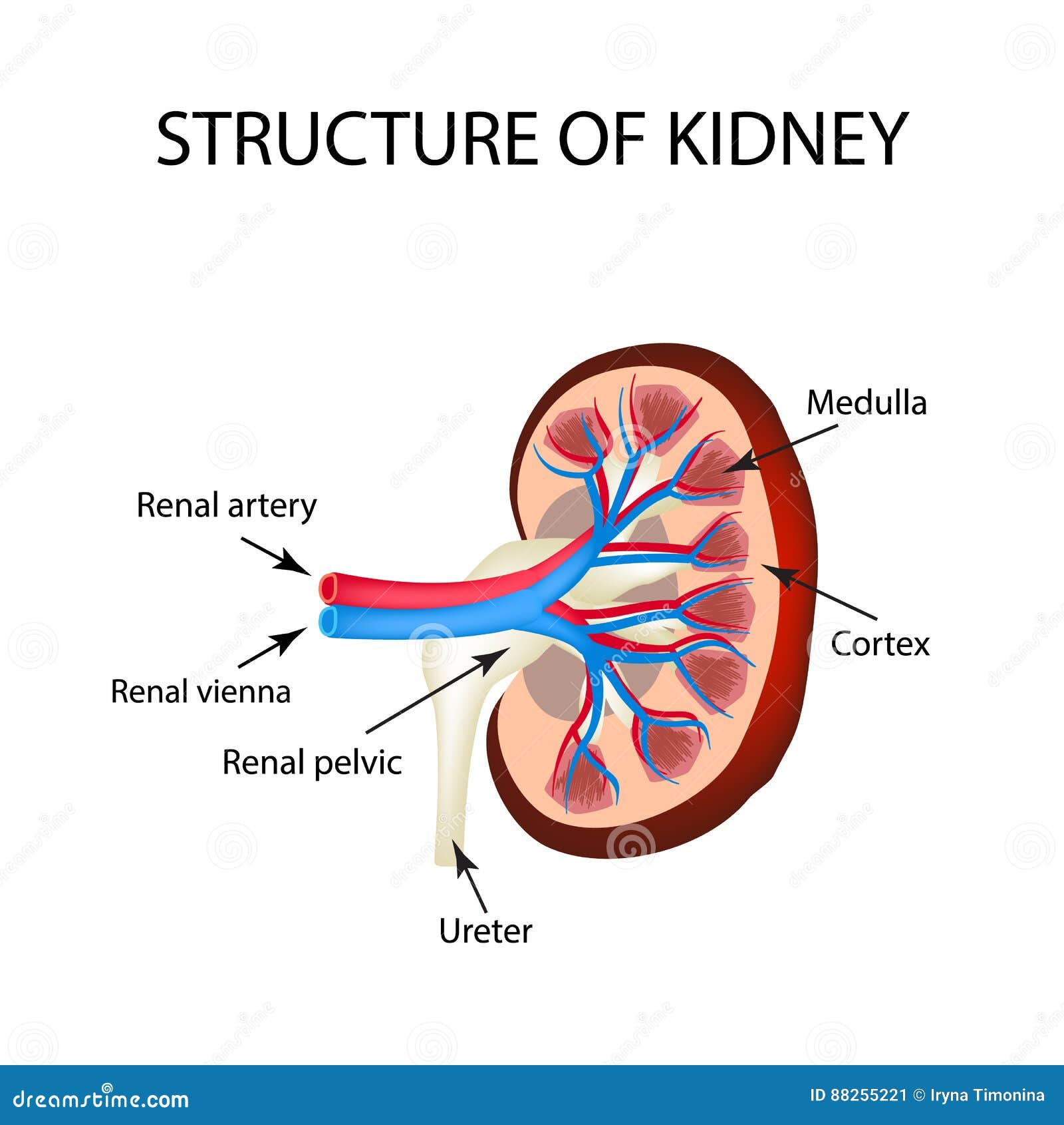 The Anatomical Structure of Kidney. Vector Illustration on Isolated ...