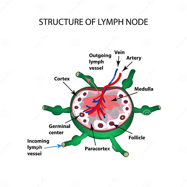The Anatomical Structure of the Lymph Node. Infographics Stock Vector ...