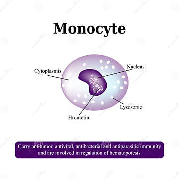 The Anatomical Structure of Monocytes. Blood Cells Stock Vector ...