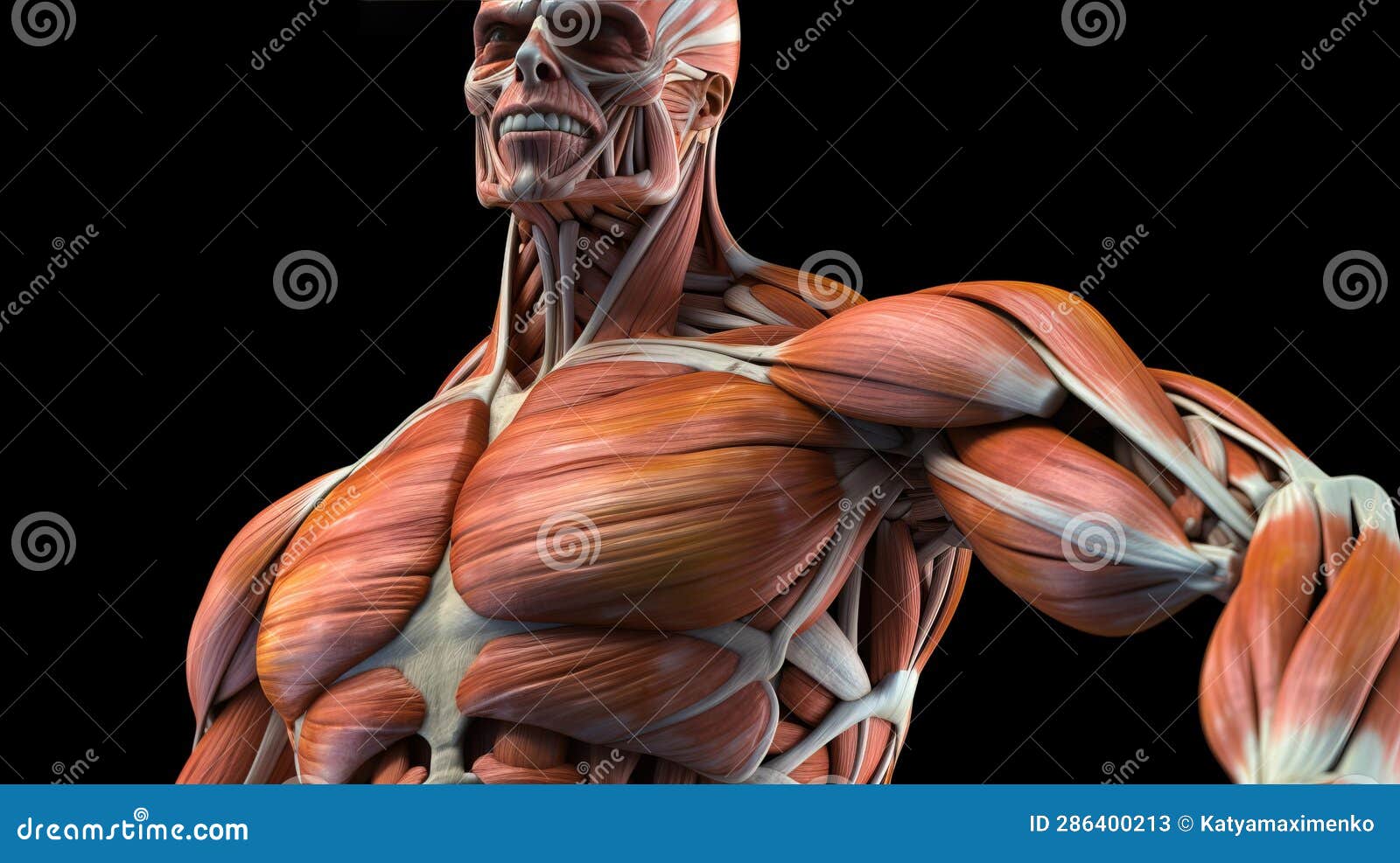 Anatomical Structure of Muscular System of Human Body, Dark Background ...